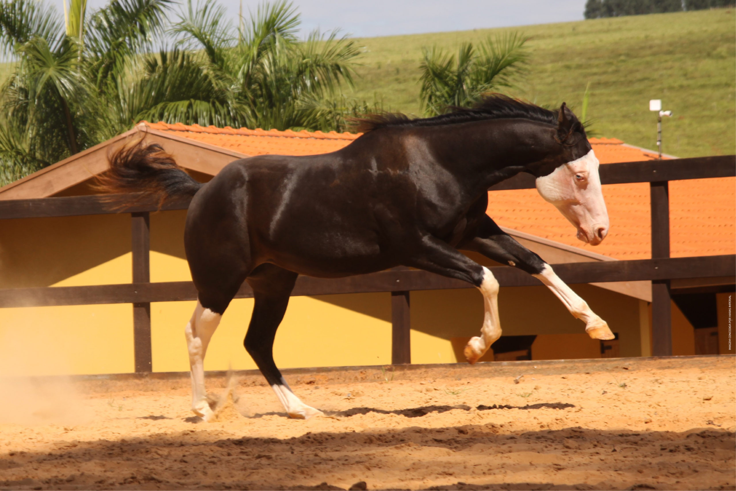 Pelagens de cavalos e suas inúmeras variações - Revista Inteirada